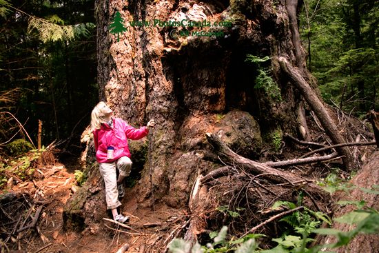 PhotosCanada.com Gallery :: Ancient Trees of Port Renfrew Region ...