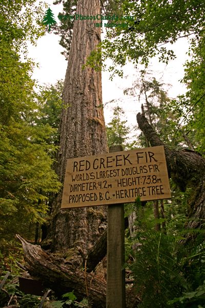PhotosCanada.com Gallery :: Ancient Trees of Port Renfrew Region ...
