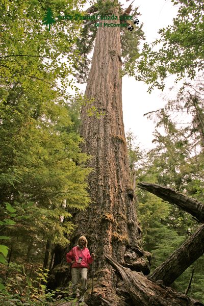 PhotosCanada.com Gallery :: Ancient Trees of Port Renfrew Region ...