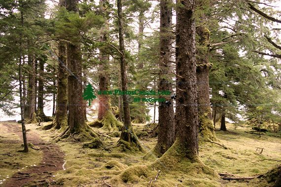 PhotosCanada.com Gallery :: Tanu Photos, T'aanuu Lnagaay, Haida ...