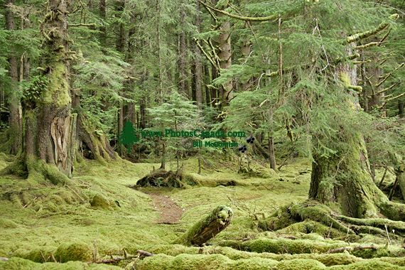 PhotosCanada.com Gallery :: Tanu Photos, T'aanuu Lnagaay, Haida ...