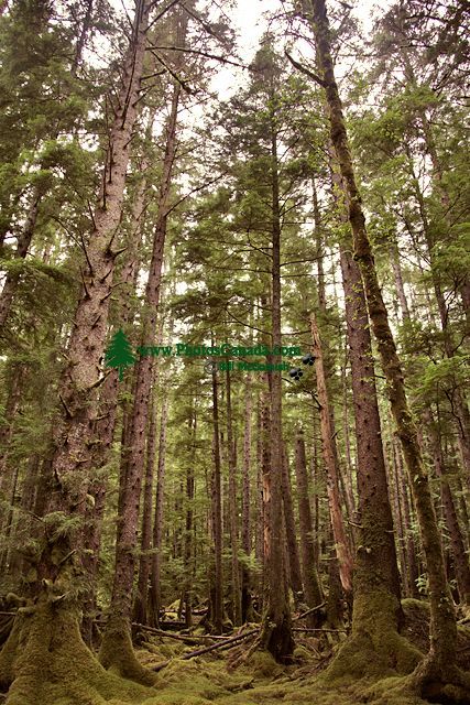 PhotosCanada.com Gallery :: Tanu Photos, T'aanuu Lnagaay, Haida ...